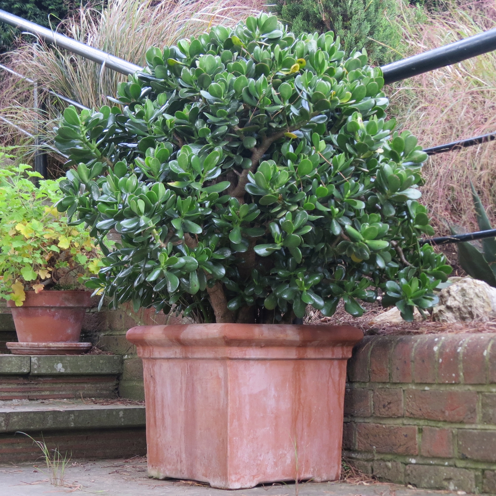 Terracotta Bay Tree Square Planter (4 sizes): L65cm x W65cm x H56cm ...